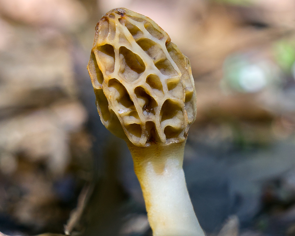 MyCoPortal Detailed Collection Record Information