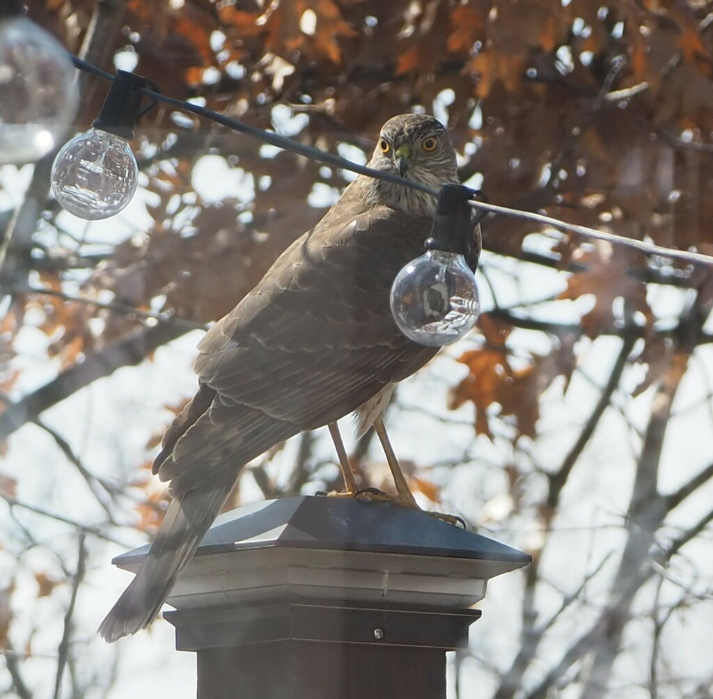 Sharp-shinned Hawk from AA Townhouse Oakdale, MN 55128, USA on March 26 ...