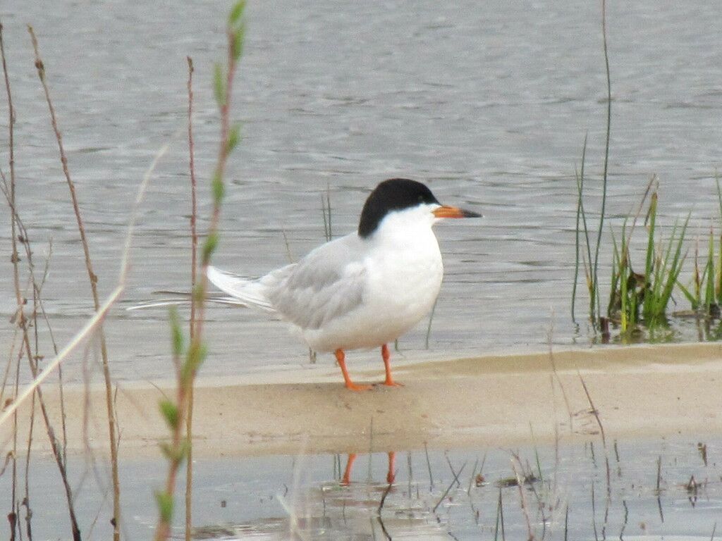 Forster's Tern from East Jordan, MI 49727, USA on May 13, 2014 at 03:40 ...