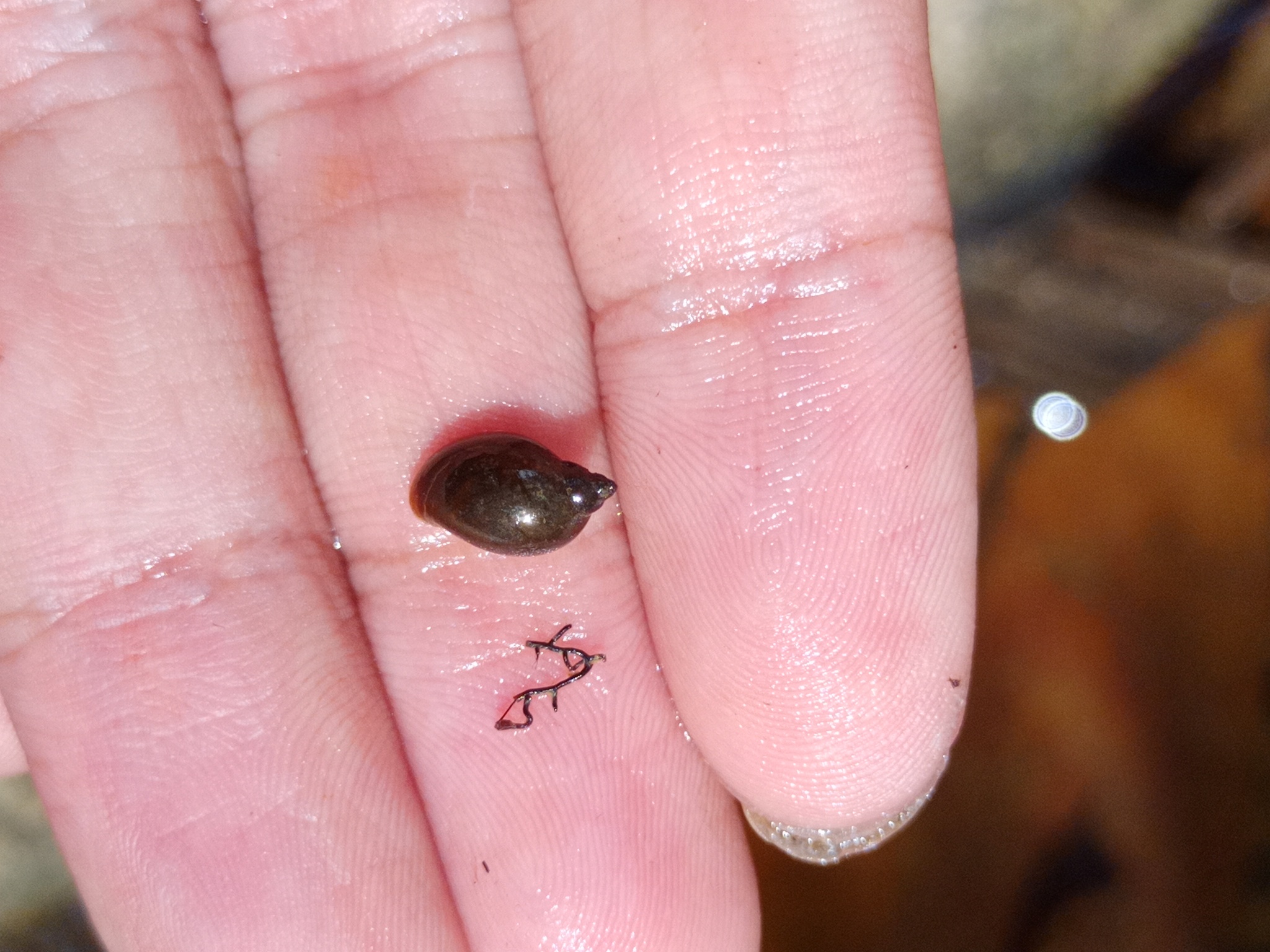 Radix rubiginosa (Michelin, 1831)