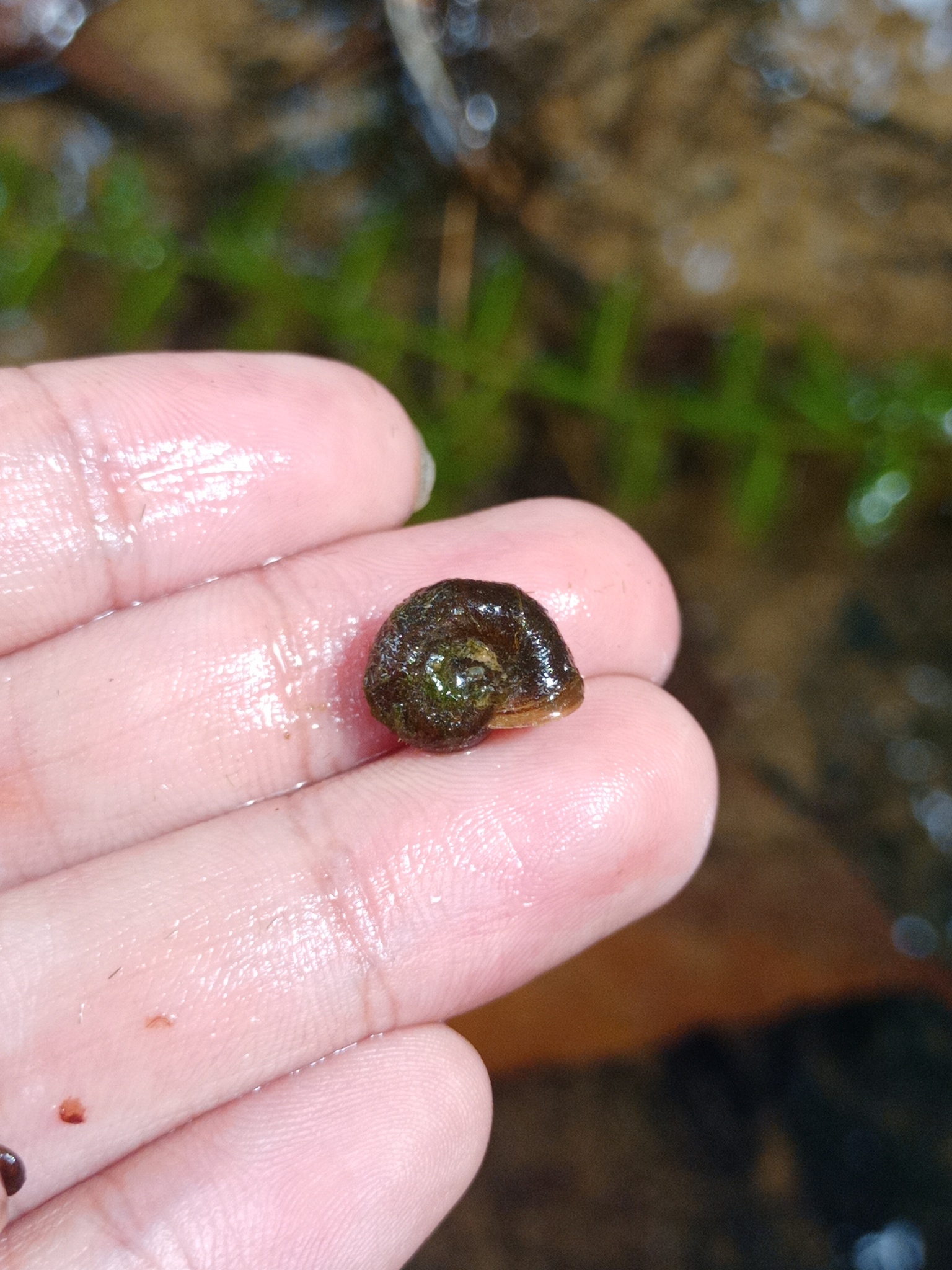 Indoplanorbis Annandale & Prashad, 1921