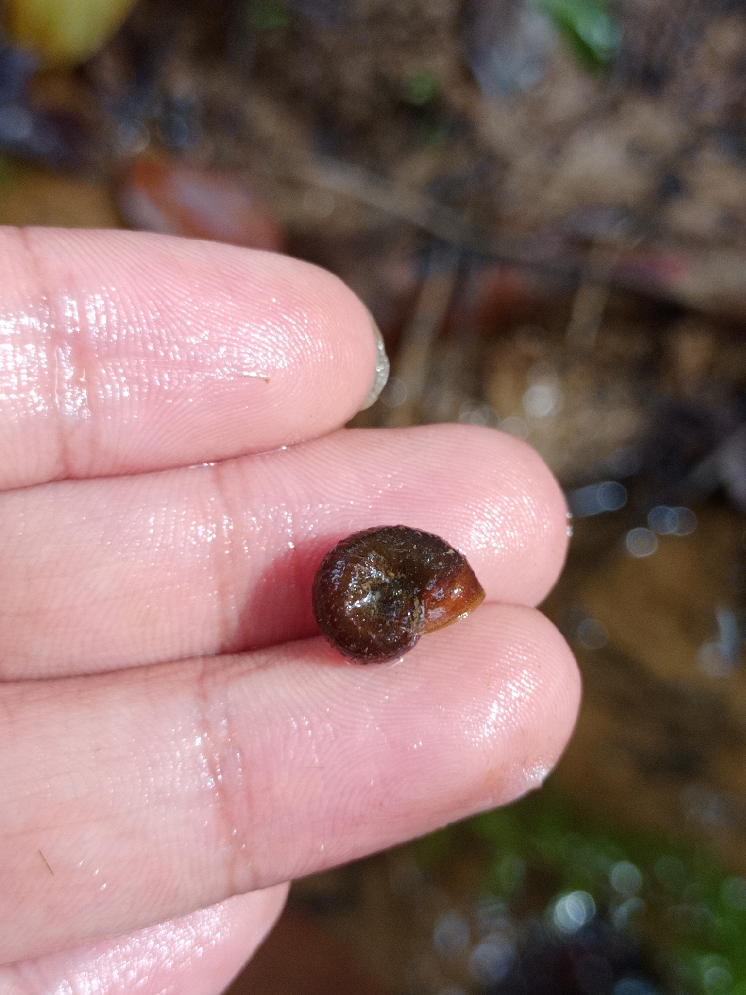 Indoplanorbis Annandale & Prashad, 1921