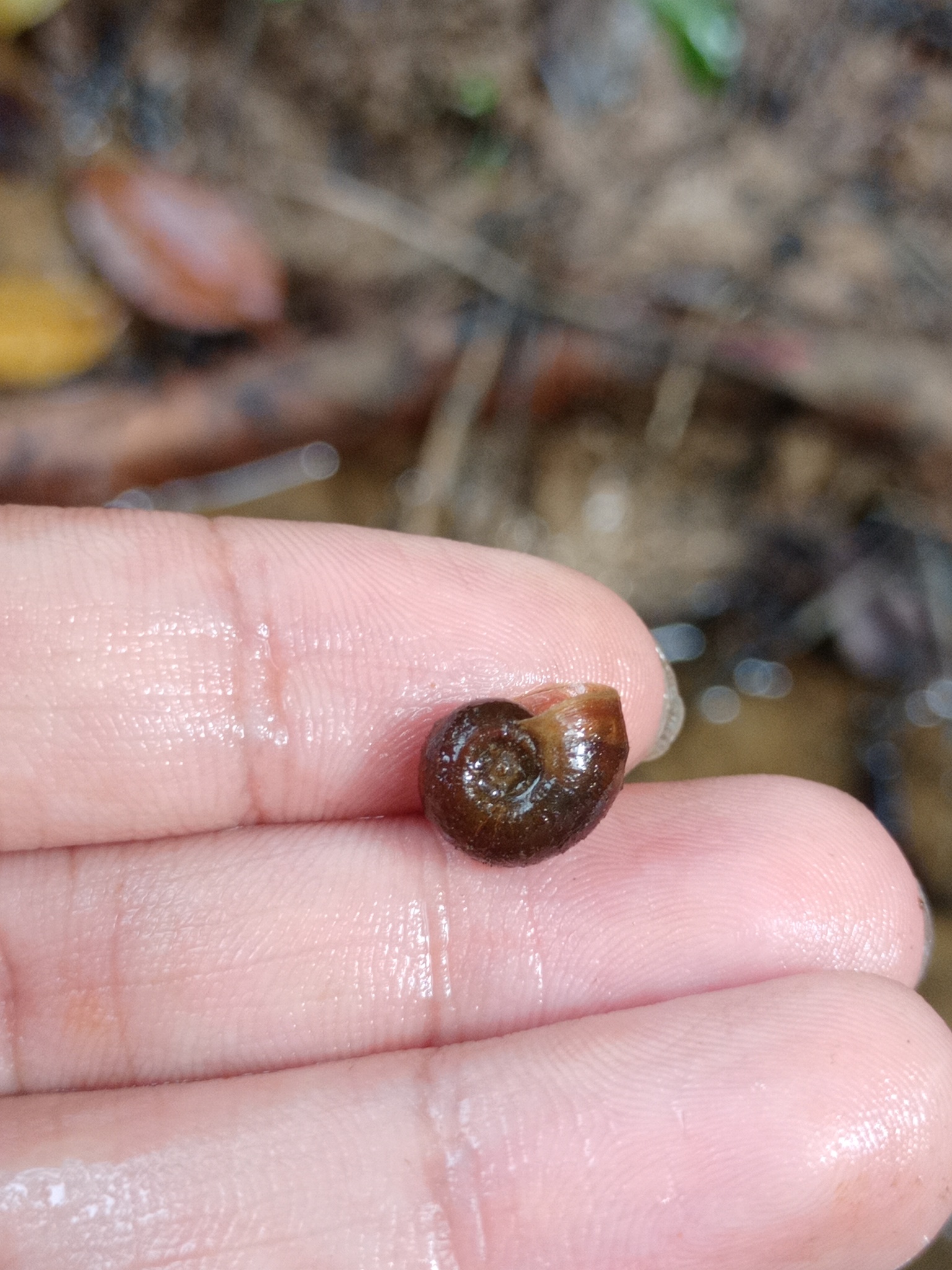 Indoplanorbis Annandale & Prashad, 1921