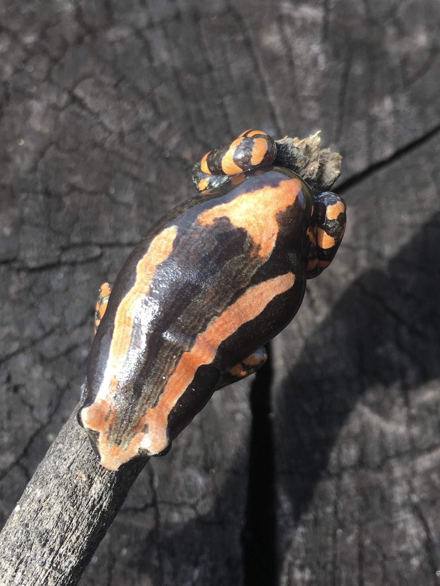 Phrynomantis bifasciatus (Smith, 1847)