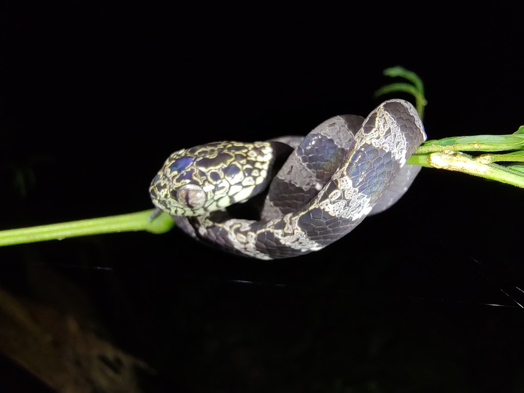 Snail-eaters from 08145, Peru on March 17, 2023 at 08:59 PM by Cen ...