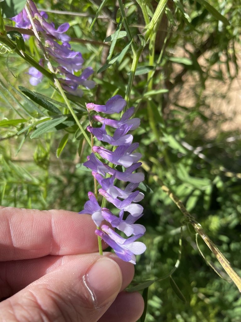 hairy vetch from Saratoga Ln, Arlington, TX, US on March 26, 2023 at 11 ...