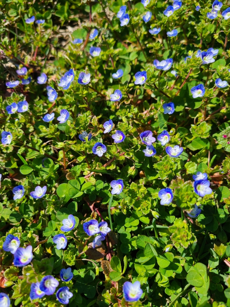 bird's-eye speedwell from Lancaster County, US-PA, US on March 26, 2023 ...