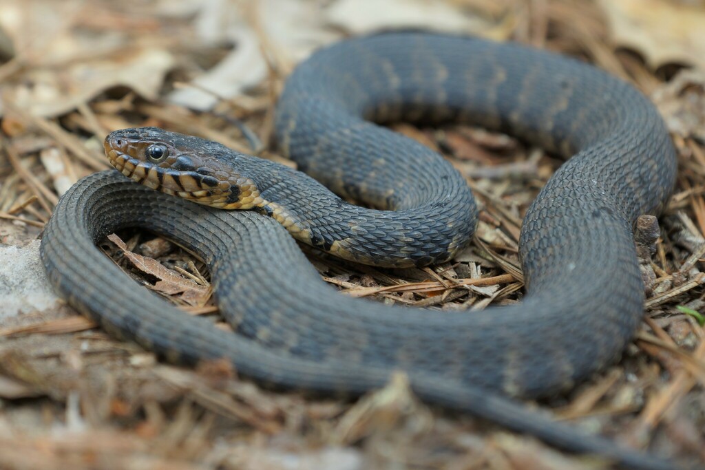 Southern Banded Watersnake in March 2023 by Max Ramey · iNaturalist