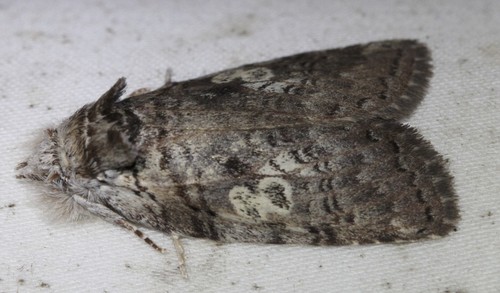 Gallaba ochropepla · iNaturalist United Kingdom