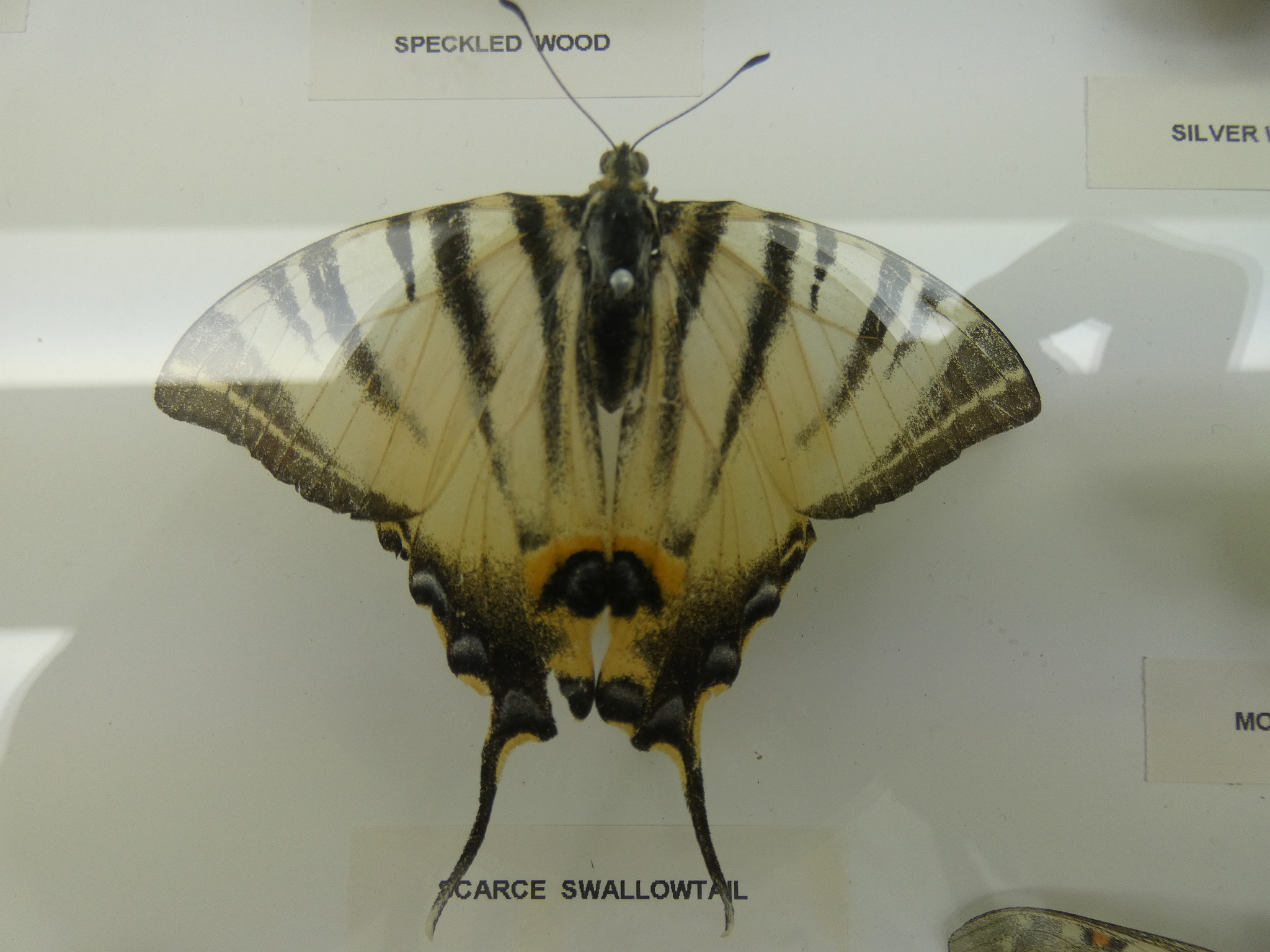 Iphiclides podalirius (Linnaeus, 1758)