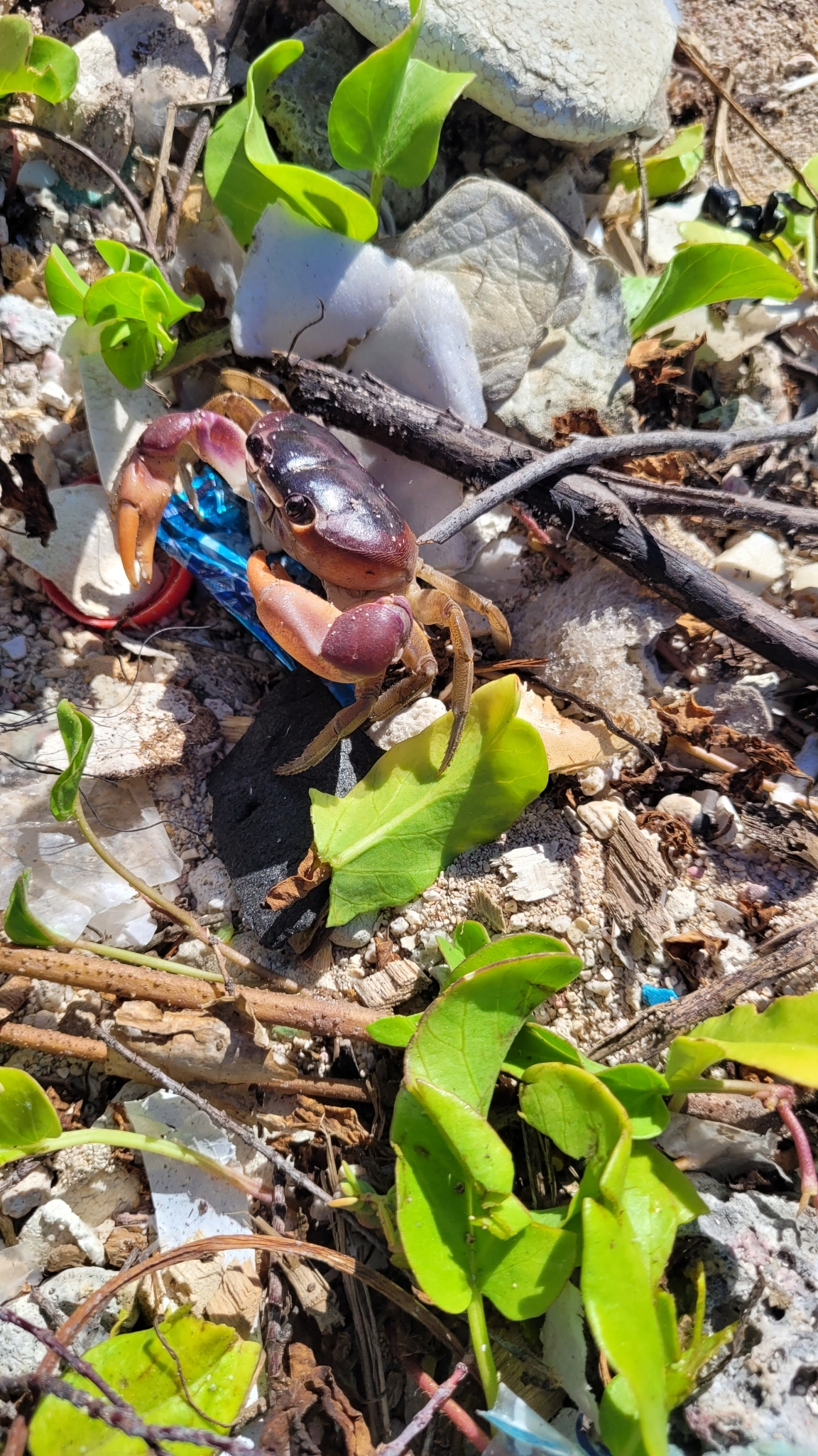 Gecarcinus lateralis Guérin, 1832