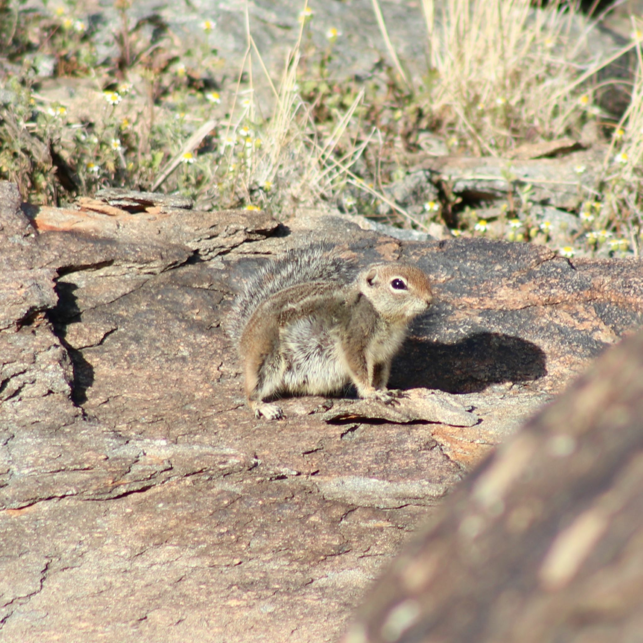 Ammospermophilus harrisii (Audubon & Bachman, 1854)