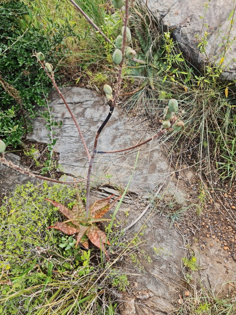 Transvaal Aloe from Merafong City Local Municipality, South Africa on ...