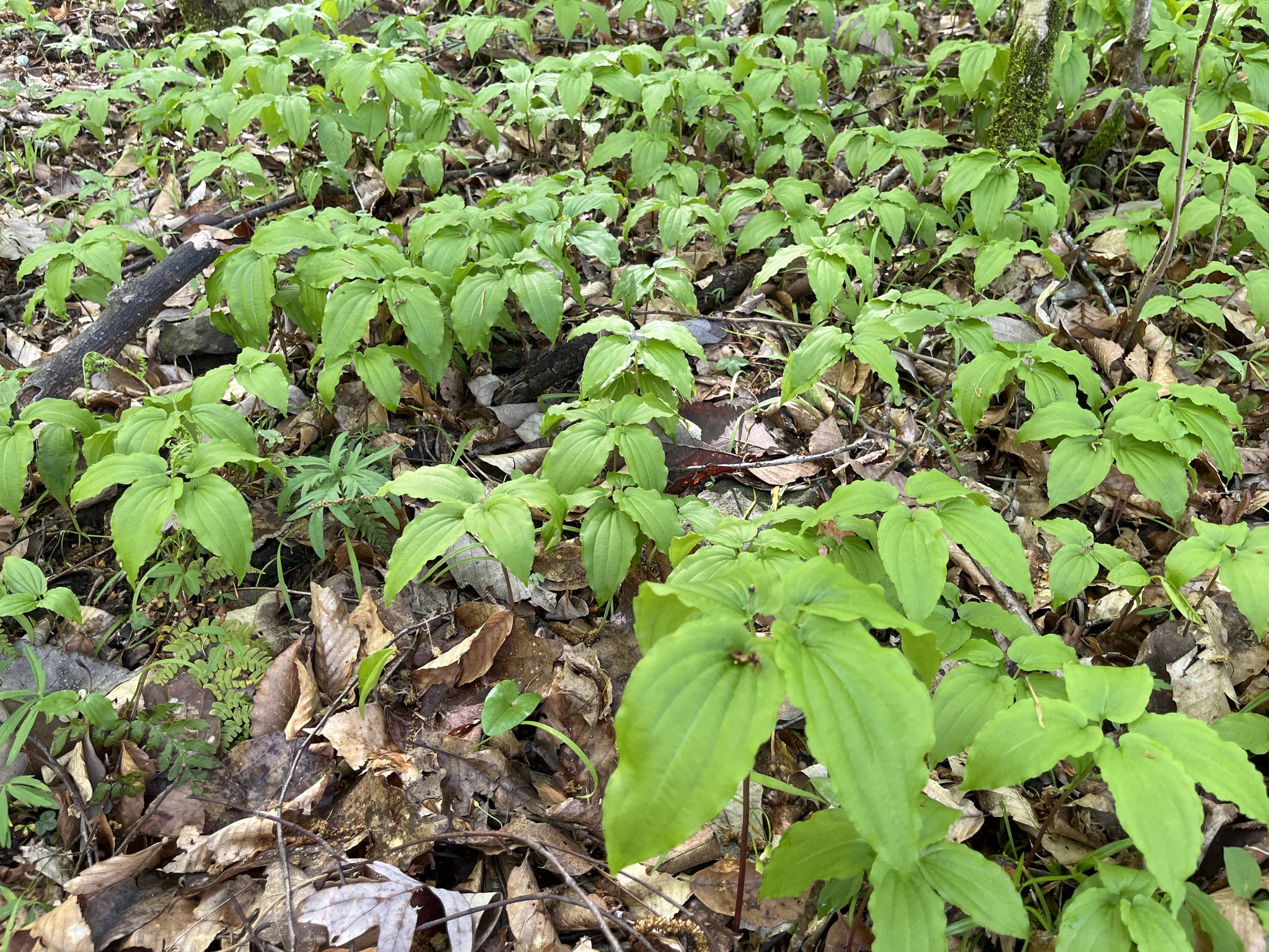 Croomia pauciflora (Nutt.) Torr.
