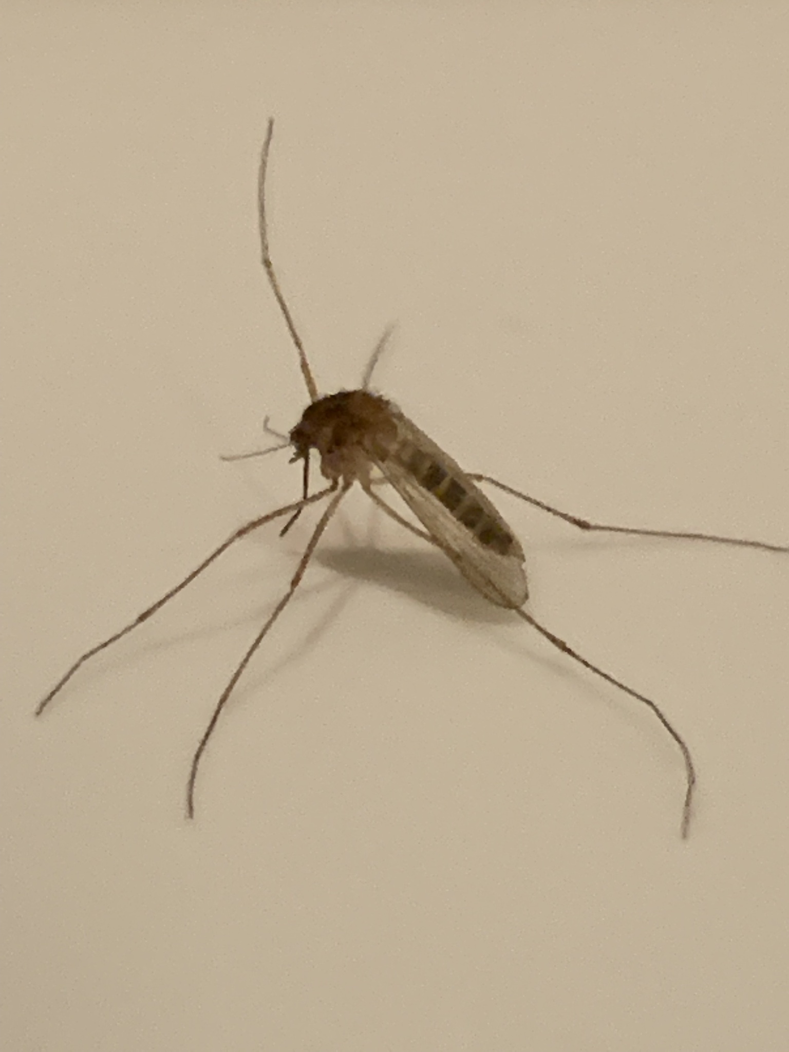 Culex pipiens Linnaeus, 1758