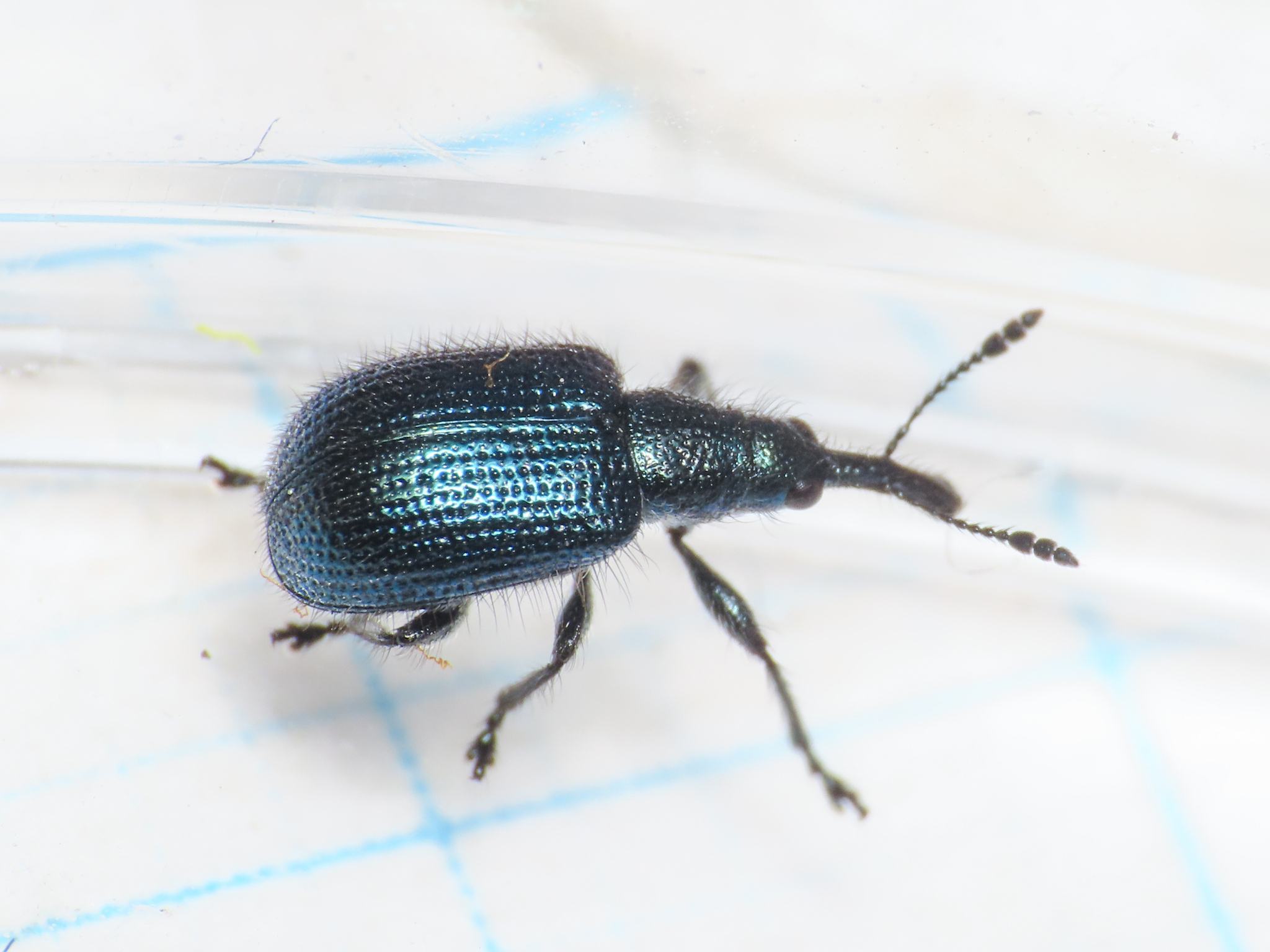 Involvulus icosandriae (J.A.Scopoli, 1763)