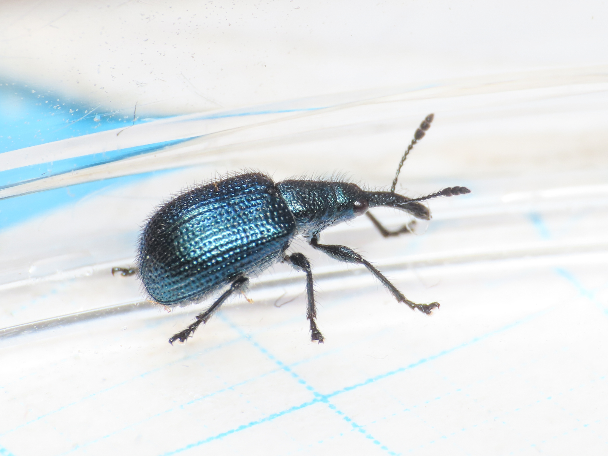 Involvulus icosandriae (J.A.Scopoli, 1763)