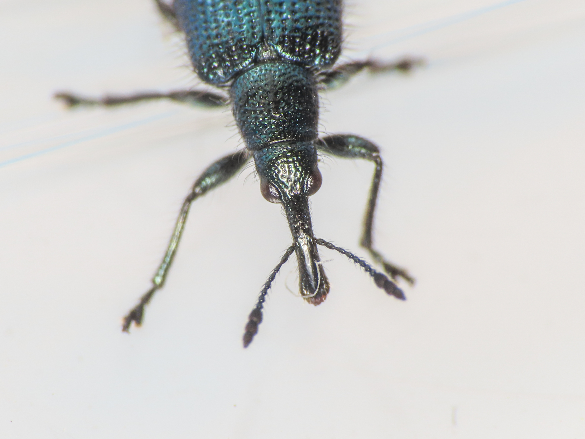 Involvulus icosandriae (J.A.Scopoli, 1763)