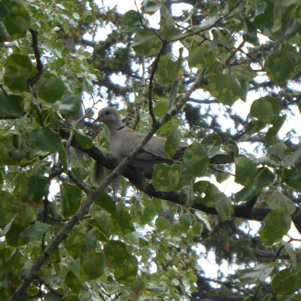 Eurasian Collared-Dove from Prince George, BC, Canada on August 12 ...