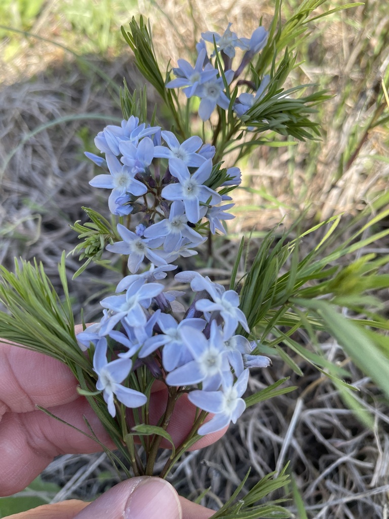 Fringed Bluestar from Camp Bowie West Blvd, Fort Worth, TX, US on March ...