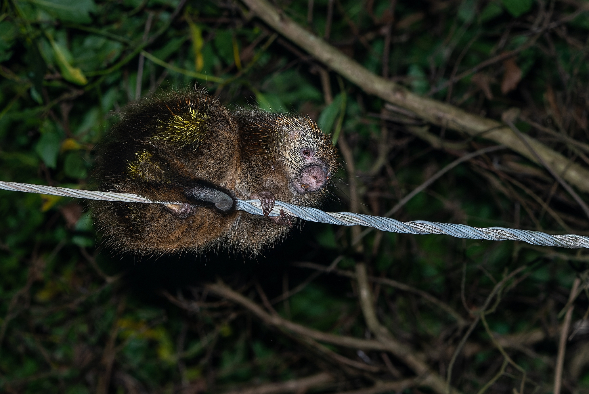 Sphiggurus spinosus (F.Cuvier, 1823)