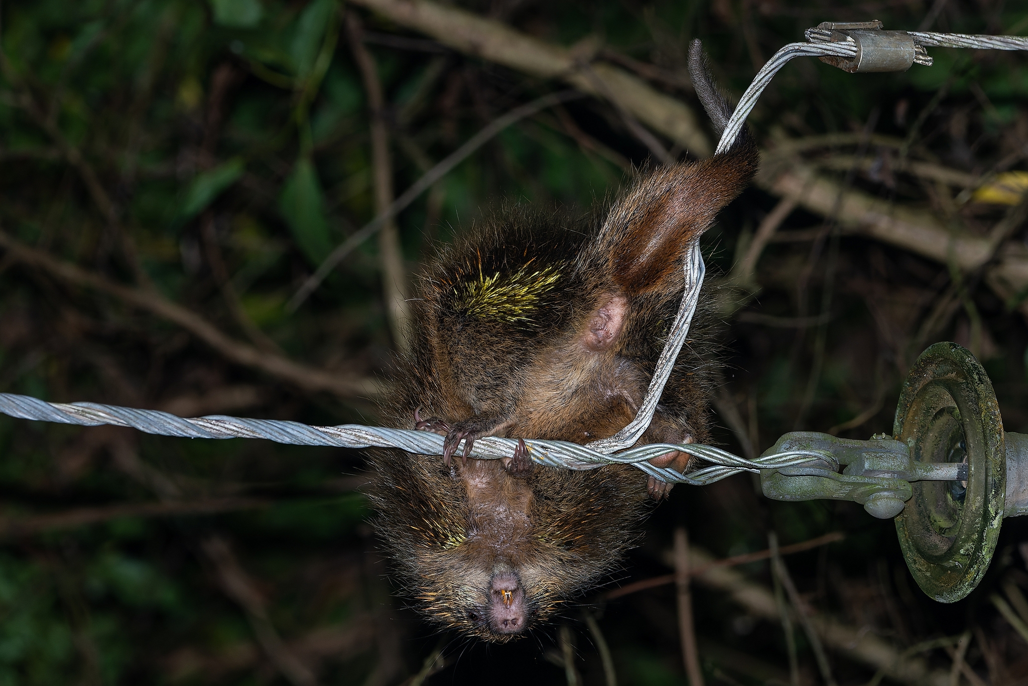 Sphiggurus spinosus (F.Cuvier, 1823)