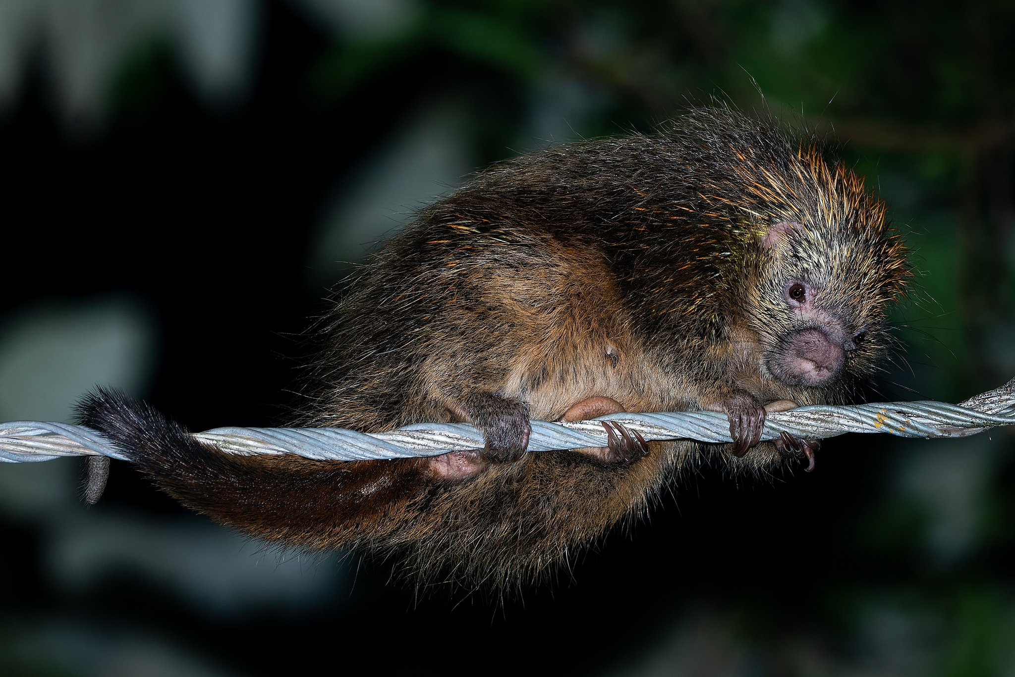 Sphiggurus spinosus (F.Cuvier, 1823)