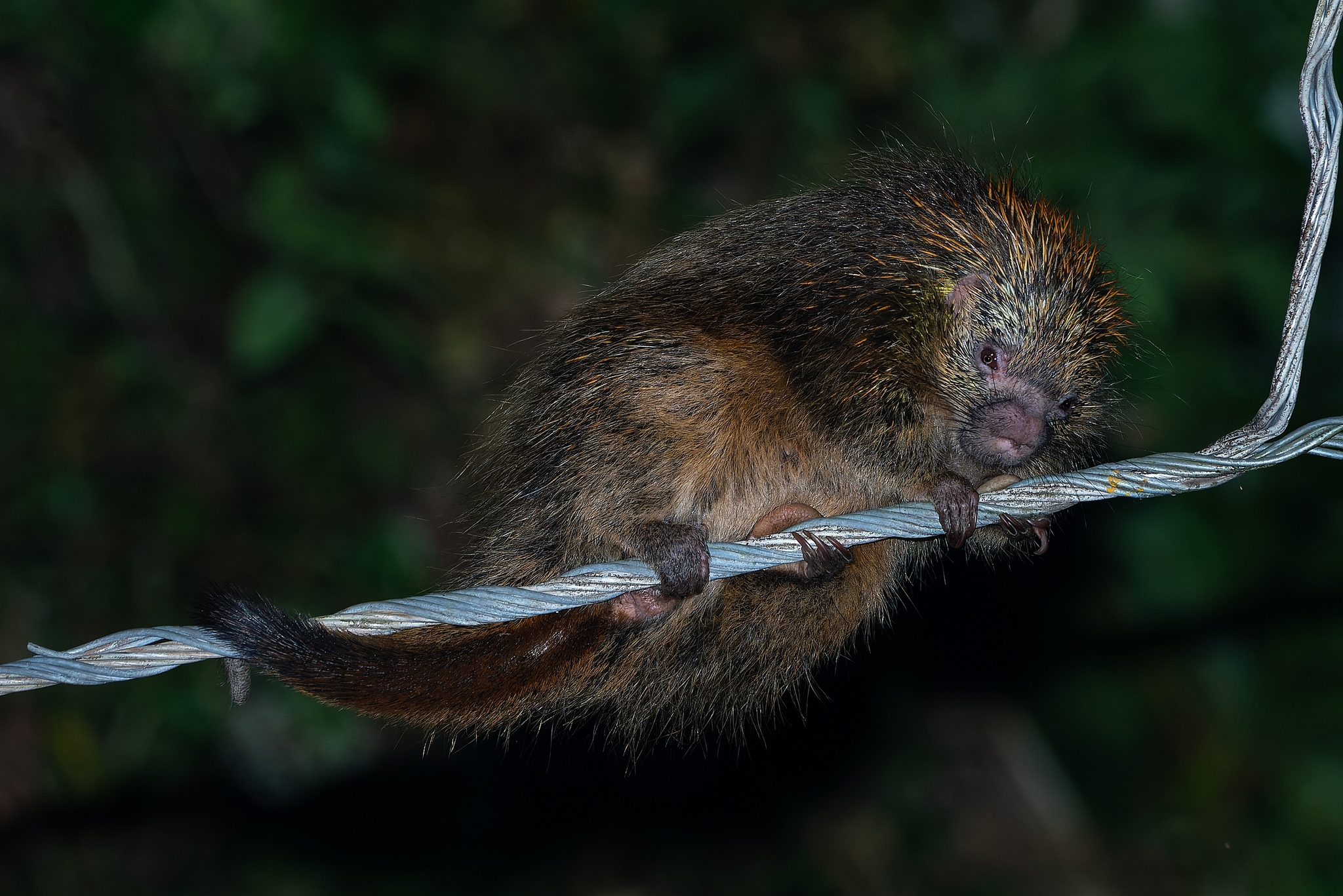 Sphiggurus spinosus (F.Cuvier, 1823)