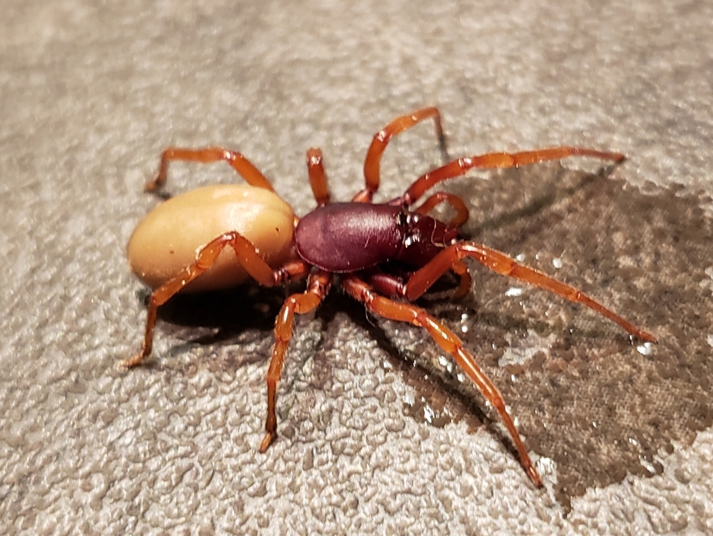 Woodlouse Spider from Wellington TA21, UK on March 26, 2023 at 09:26 PM ...