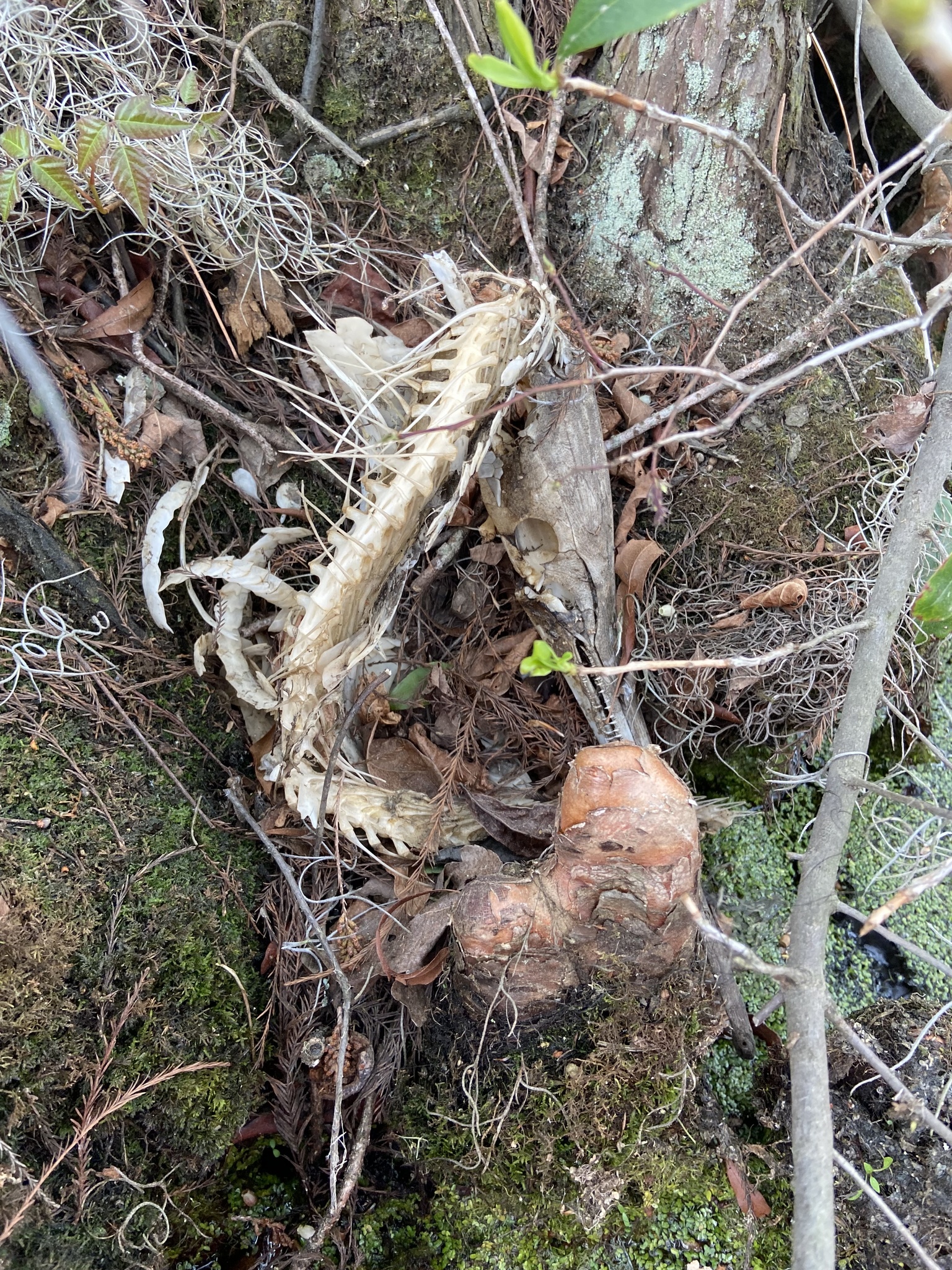 Lepisosteus osseus (Linnaeus, 1758)