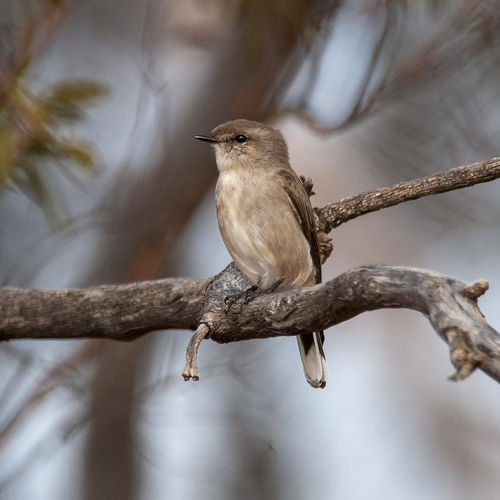 Subspecies Microeca fascinans assimilis · iNaturalist