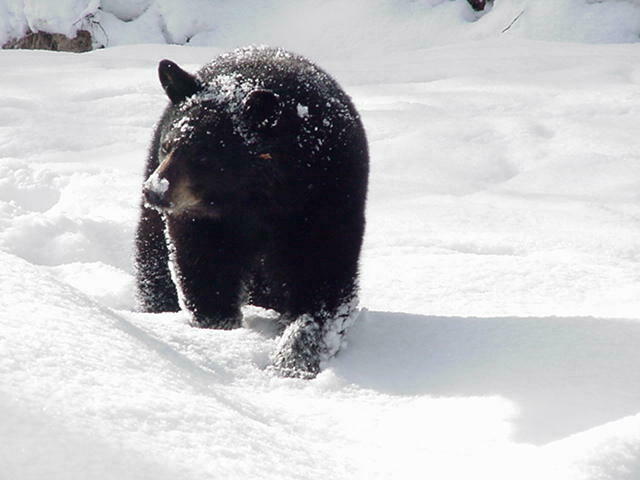 American Black Bear from Luce County, MI, USA on January 18, 2002 at 04 ...