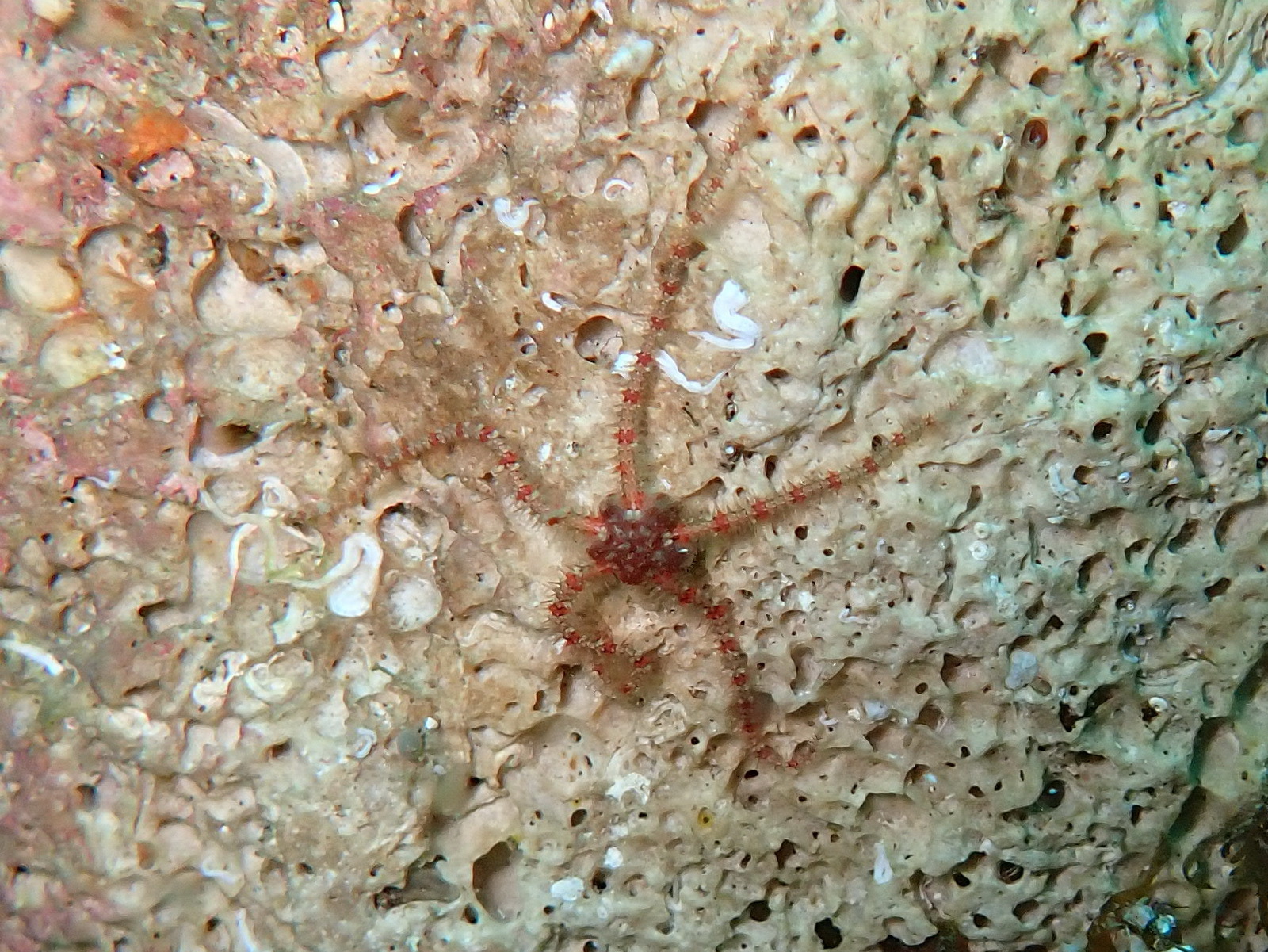 Ophiothrix fragilis (Abildgaard, 1789)