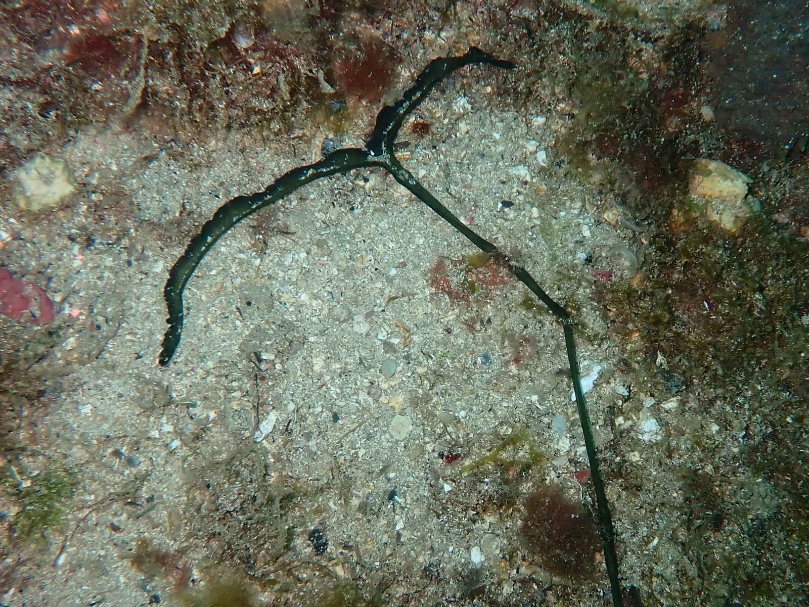 Bonellia viridis Rolando, 1822