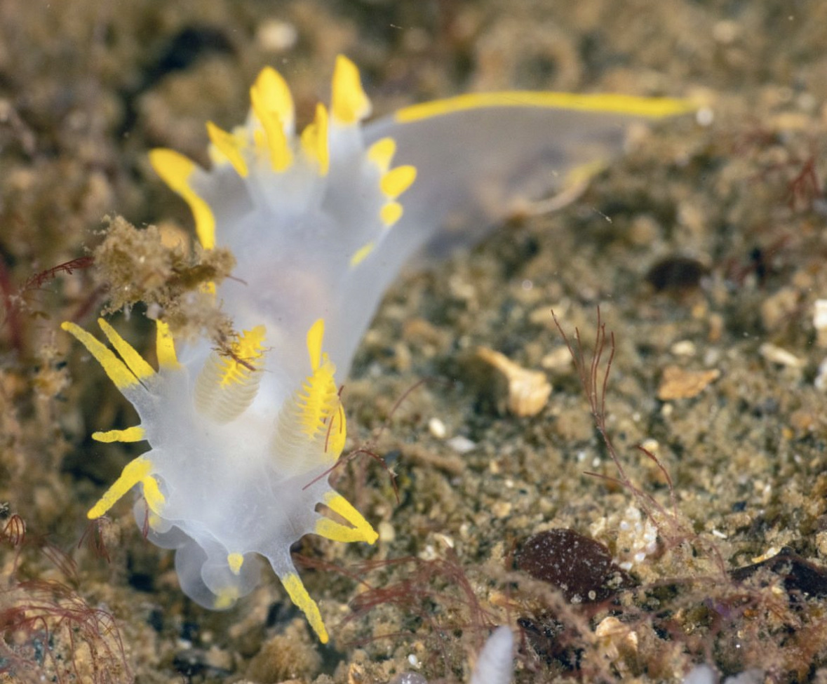 Polycera faeroensis Lemche, 1929