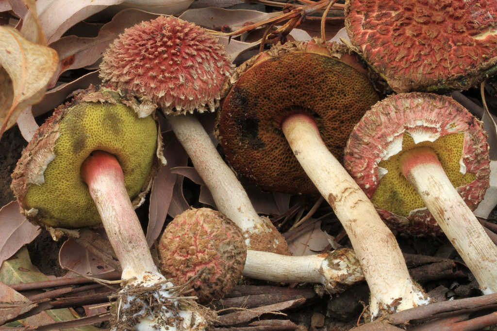 Boletellus deceptivus from Australia, Queensland, Main Range National ...