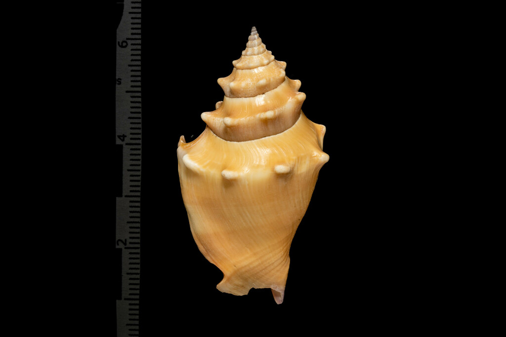 Eastern Pacific fighting conch from Isla de Managua, Panama on March 1 ...