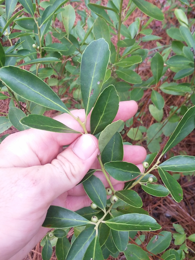 gallberry from Louin, MS 39338, USA on October 6, 2018 at 11:41 AM by ...