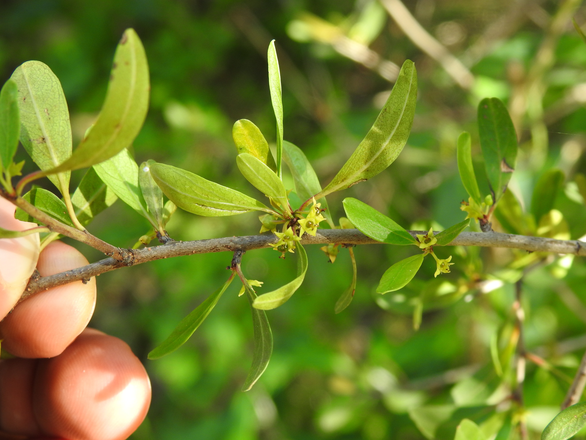 Rhamnus oleoides L.