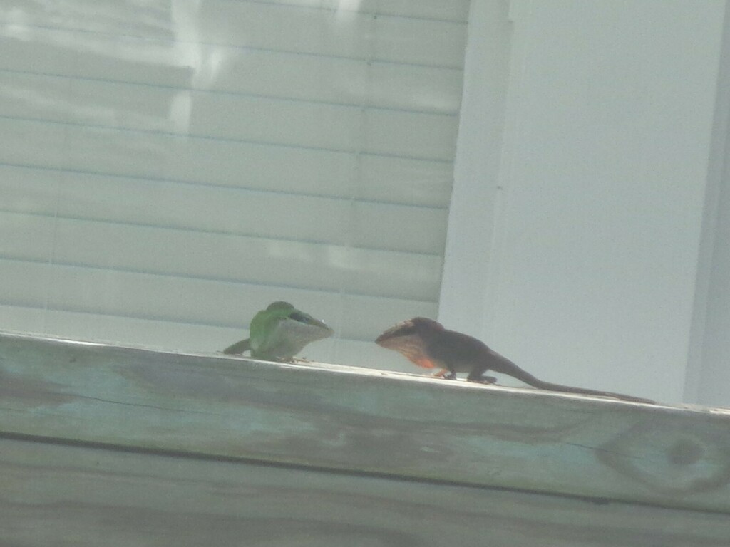 Green Anole from Galveston, TX, USA on March 21, 2023 at 03:01 PM by ...