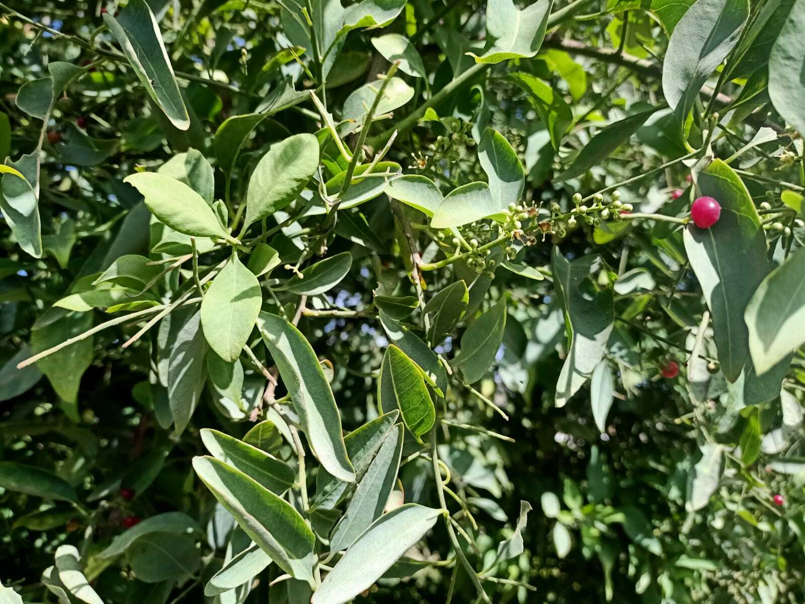 Bosea yermavora L.