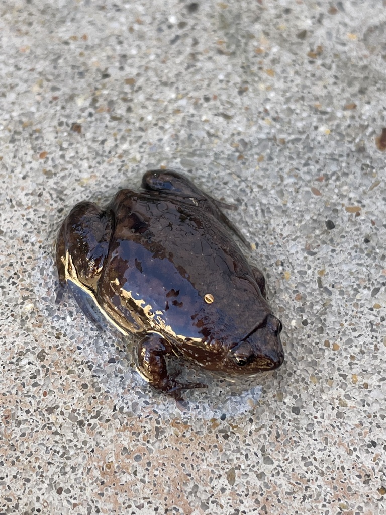Eastern Narrow-mouthed Toad from Creekpoint Ct, League City, TX, US on ...