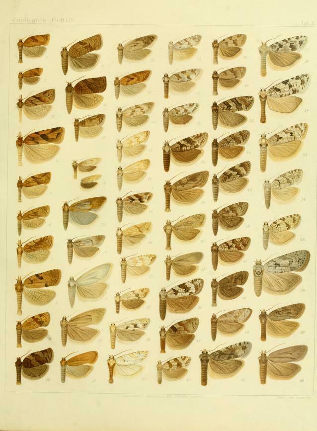 Clepsis subcostana (Madeira Butterflies) · iNaturalist