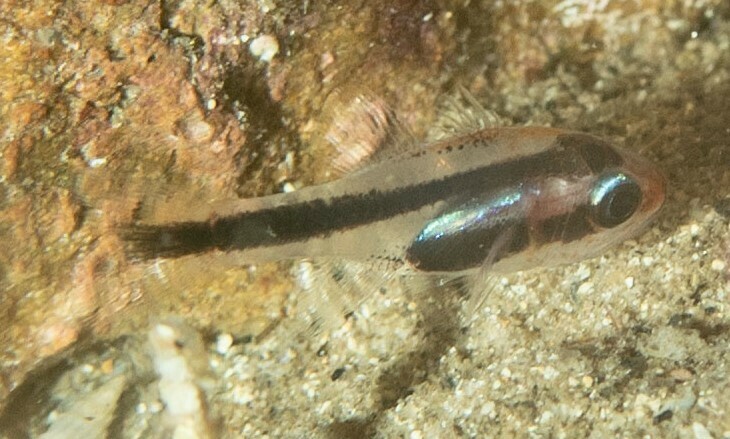 Oblique-banded Cardinalfish (Fishes of Cabbage Tree Bay Aquatic Reserve ...
