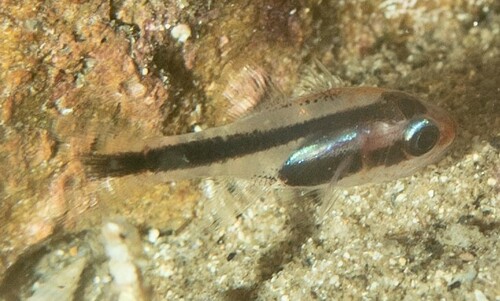 Oblique-banded Cardinalfish (Fishes of Cabbage Tree Bay Aquatic Reserve ...
