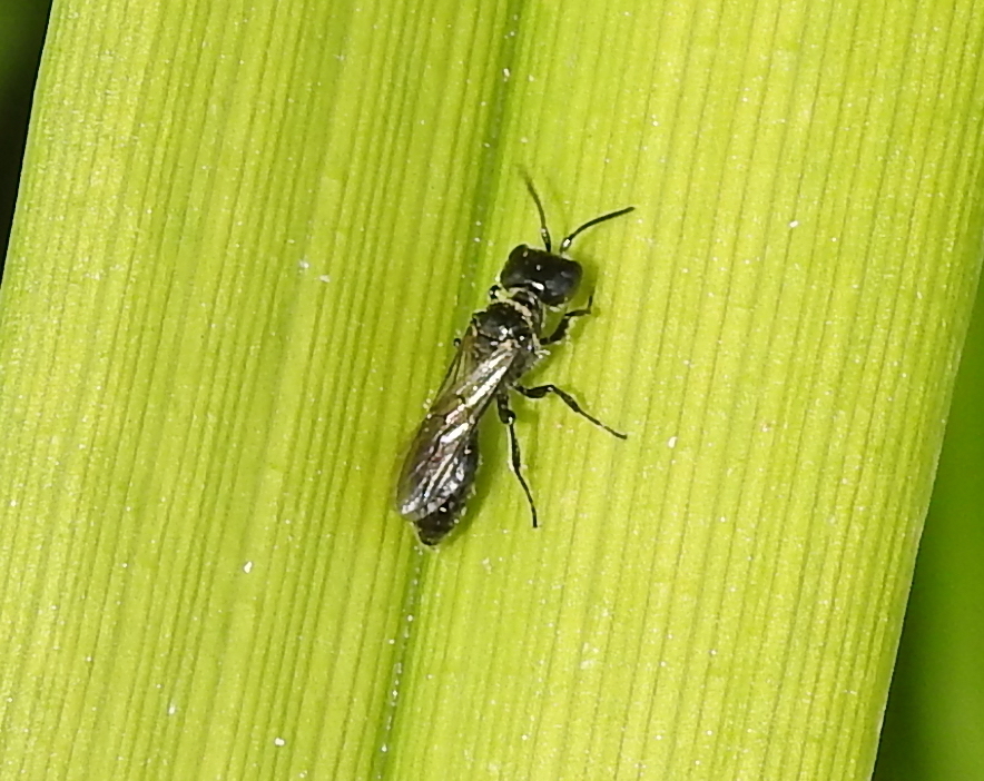 Typical Aphid Wasps from Division No. 6, Alberta, Canada on July 25 ...