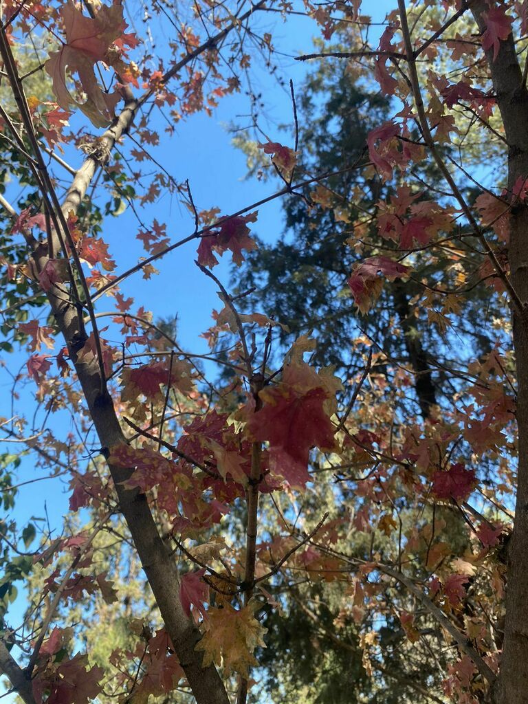 bigtooth maple from Villa Universidad, Saltillo, Coah., México on March ...