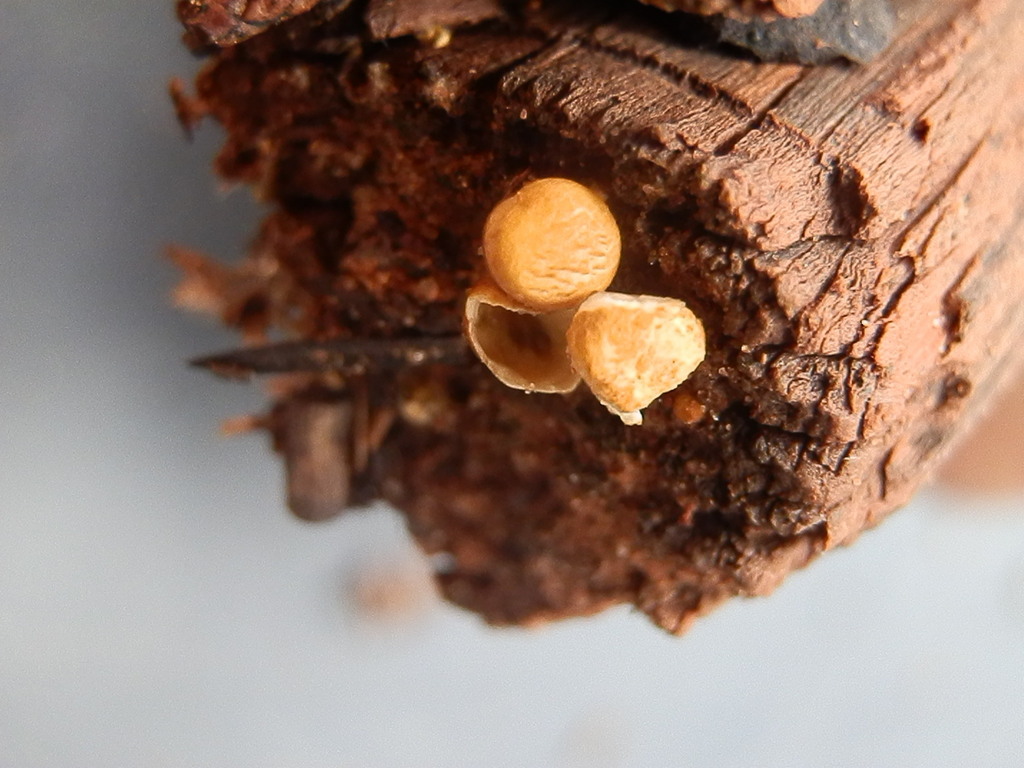 Crucibulum cyathiforme from Yavapai Co., Arizona, USA on October 07 ...