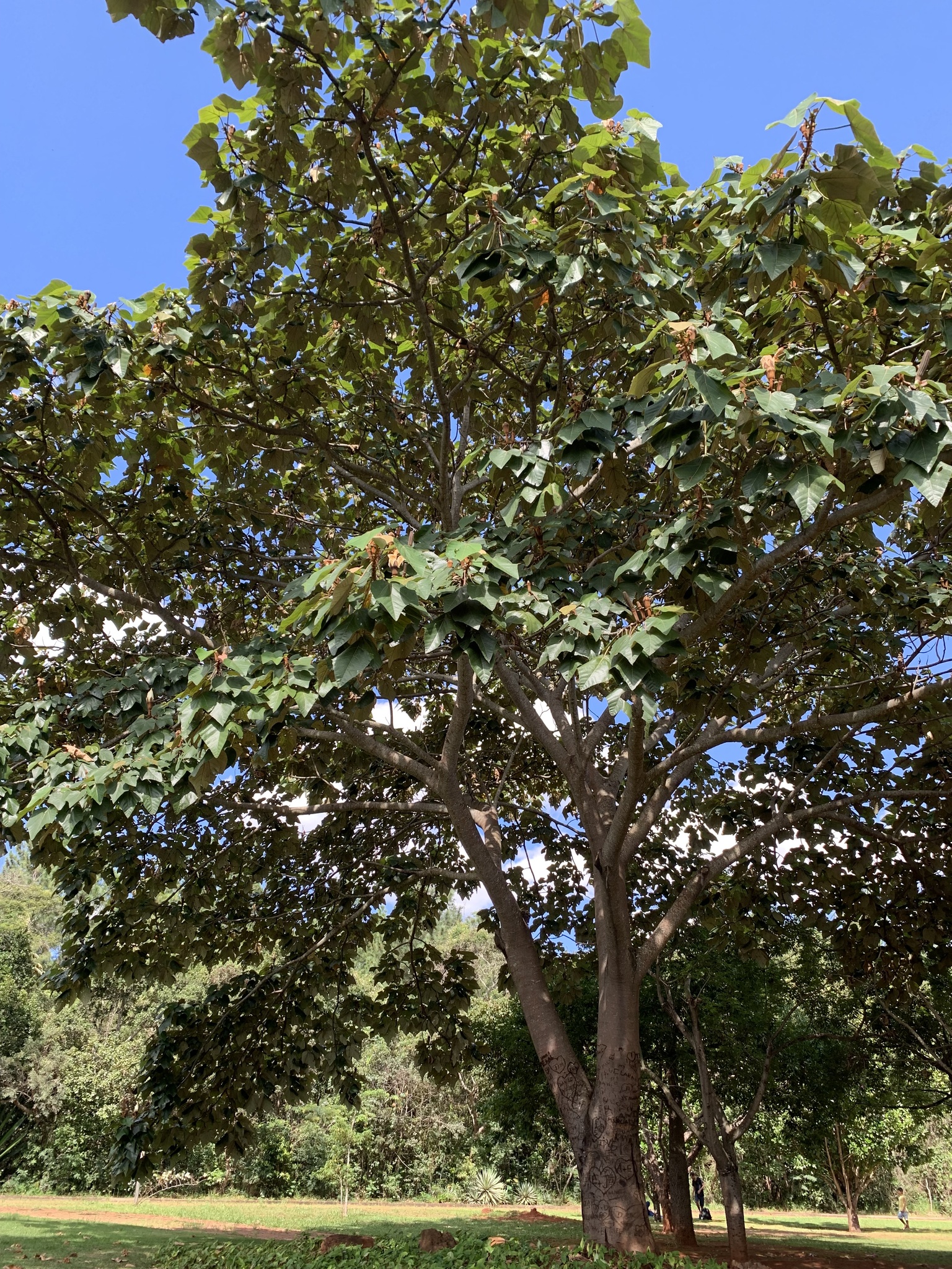 Ochroma pyramidale (Cav.) Urb.