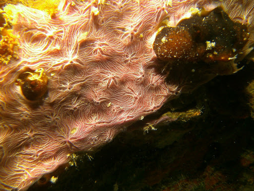 Chalinula nematifera (de Laubenfels, 1954)